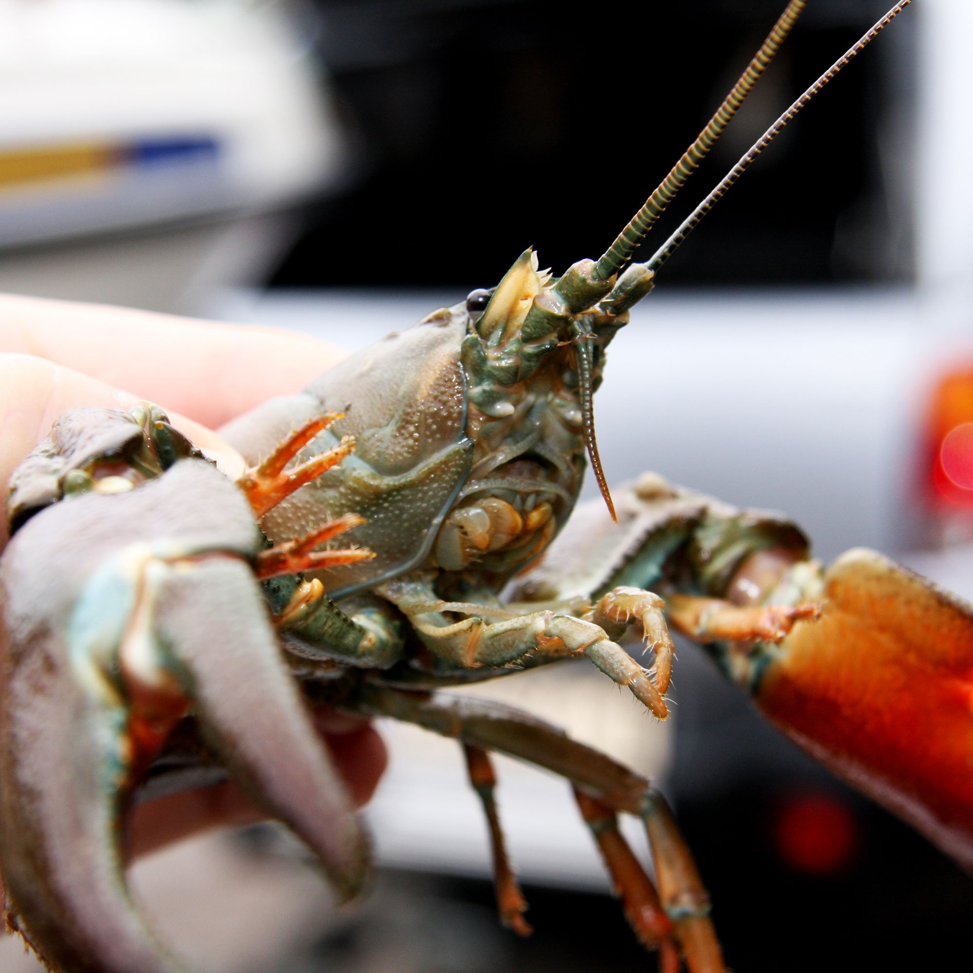 Fiskeredskap och marinelektronik för sportfiske till sjukt låga priser!